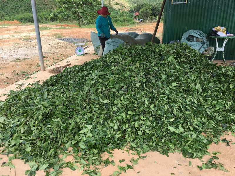 Tea production editorial stock image. Image of green - 94273504