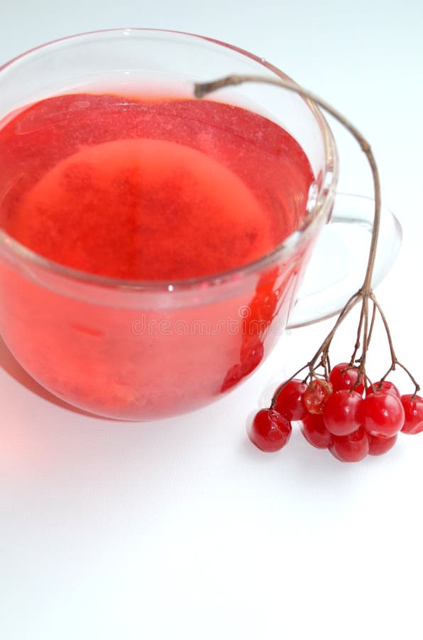 Tea with Red Berries Viburnum Stock Image - Image of cough, cold: 66422157