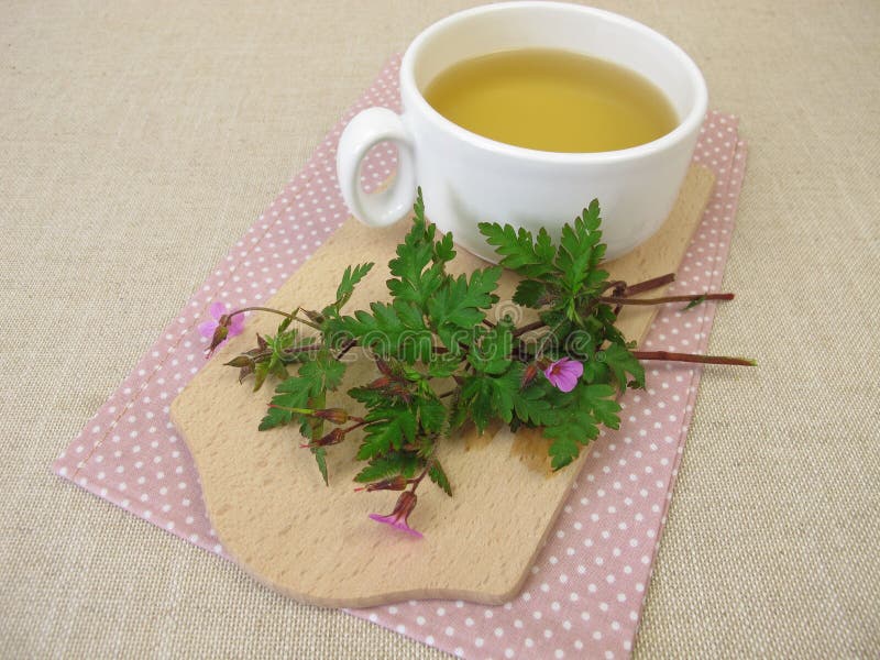 Tea with Roberts Geranium, Cranesbill, Geranium Robertianum Stock Photo ...