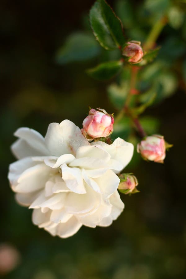 Tea rose bush, beige stock photo. Image of color, blossom - 295328244