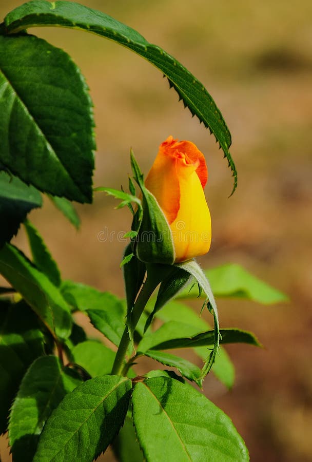 Tea Rose Garden. Morning Dew on Rose Petals Stock Image - Image of ...