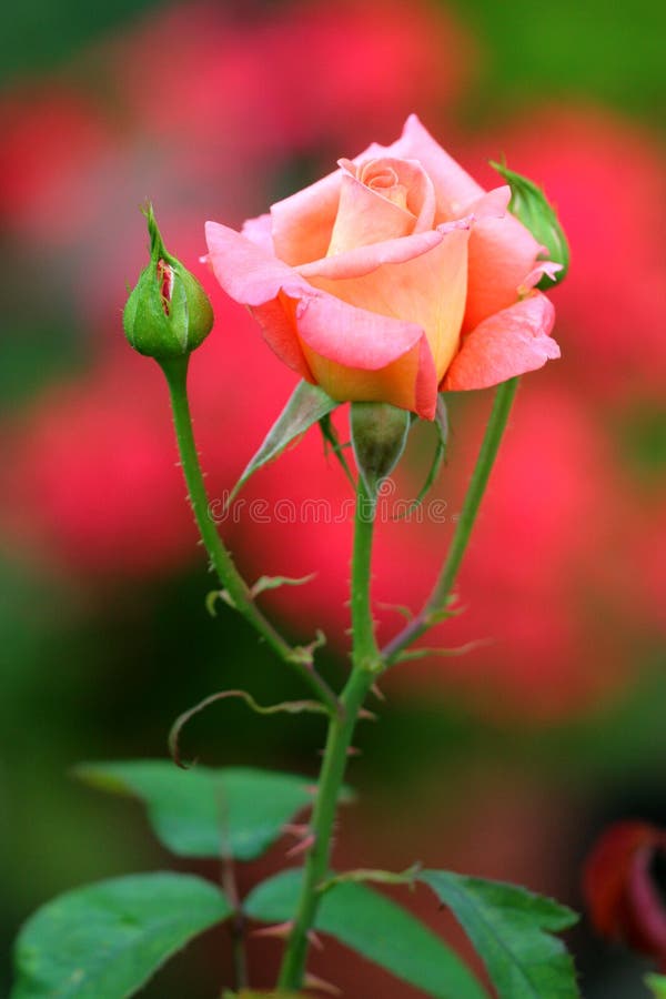 Tea rose - herbal beauty stock image. Image of garden - 6286515