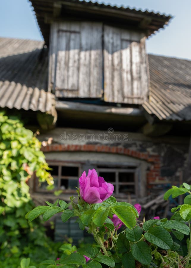 Tea rose and old barn stock photo. Image of barn, pink - 201678770
