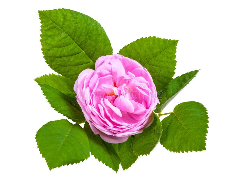 Tea rose pink flowers stock photo. Image of bouquet, design - 31199214