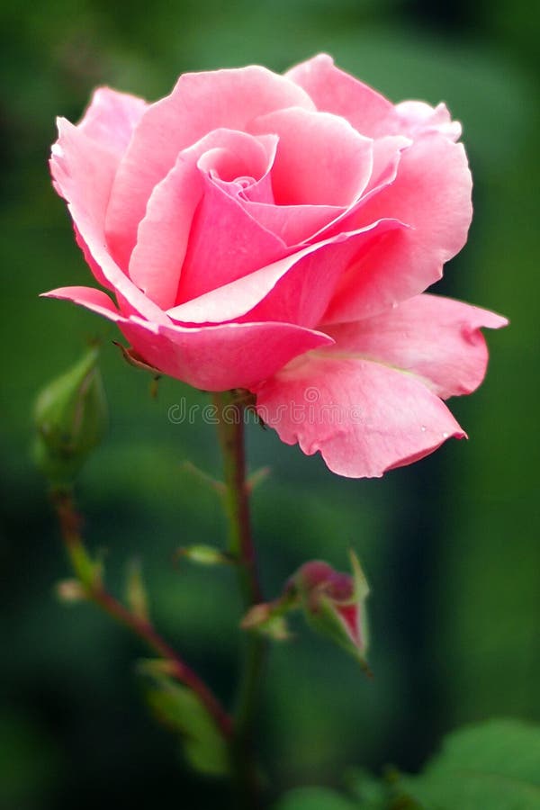 Tea Rose Queen Elizabeth in Bloom Stock Photo - Image of blurred ...
