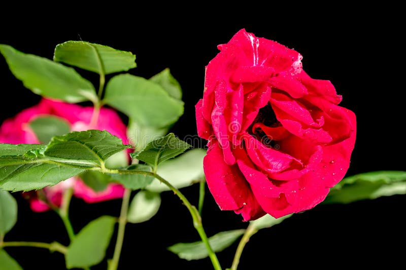 Tea Rose Red Peace on a Black Background Stock Photo - Image of floral ...