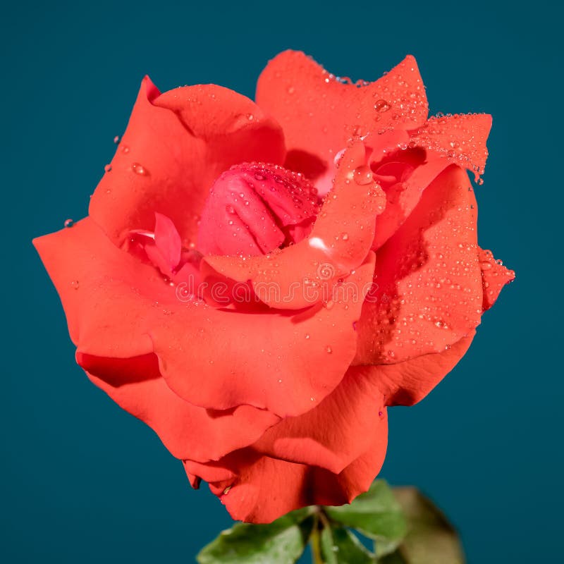 Tea Rose Red Peace on a Blue Background Stock Image - Image of floral ...