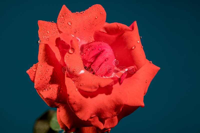 Tea Rose Red Peace on a Blue Background Stock Photo - Image of ...