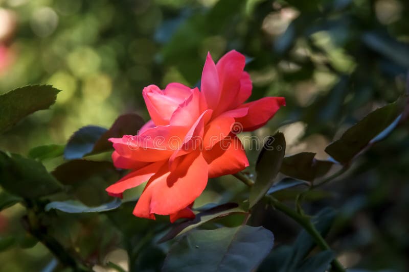 Tea Rose . Single bloom stock image. Image of bright - 257378995