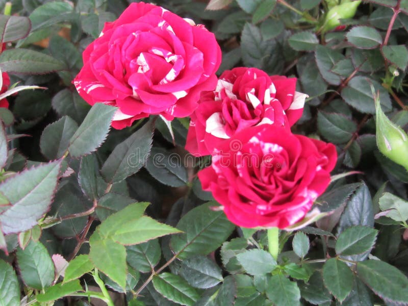 Tea rose stock image. Image of leaf, garden, plant, white - 266523189