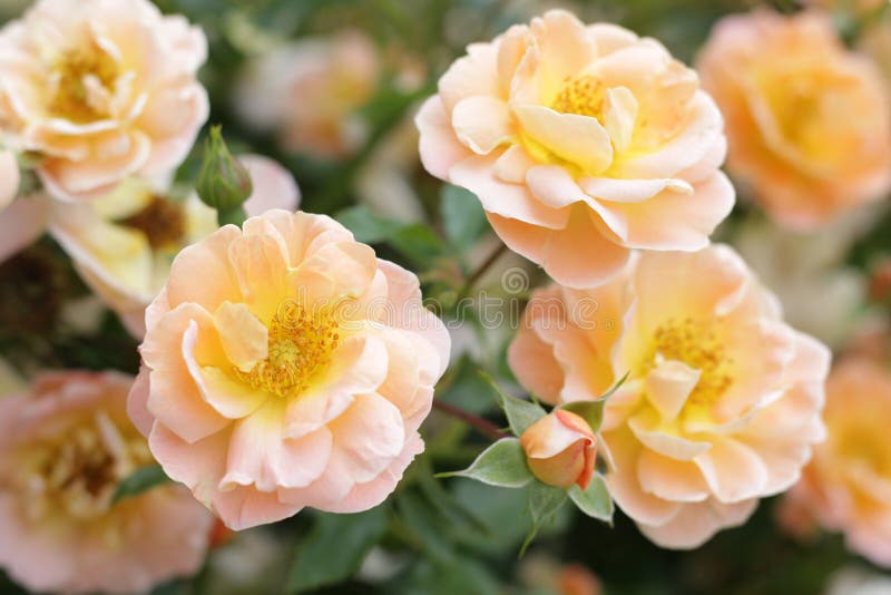 Tea rose stock image. Image of tiny, romance, elegant - 58732107