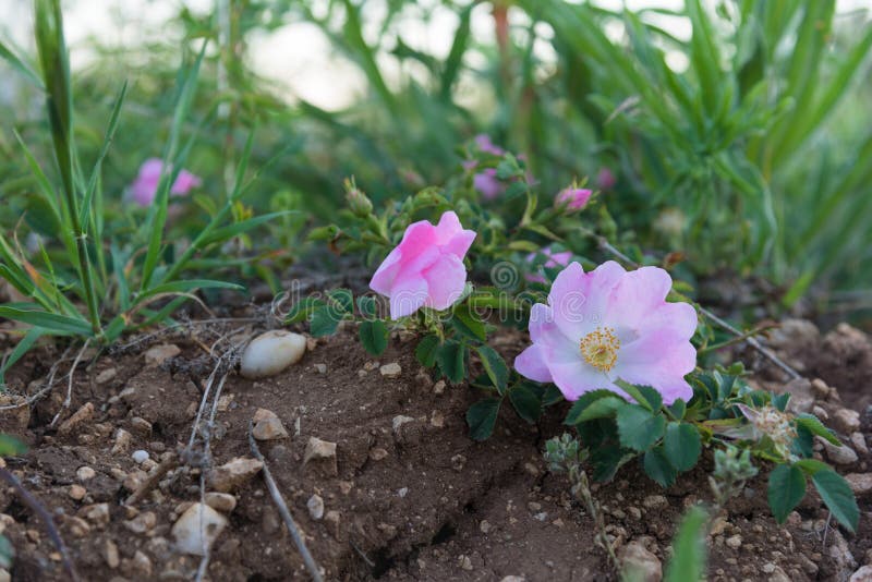 Tea rose wild pink closeup stock image. Image of close - 96567575