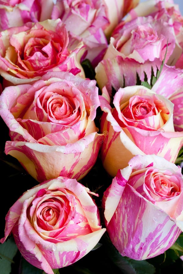 Tea-roses stock photo. Image of blooming, event, bouquet - 12673282