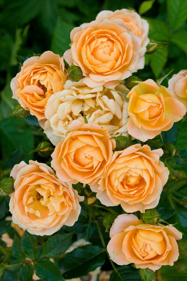 Tea roses stock photo. Image of bunch, objects, garden - 15953690