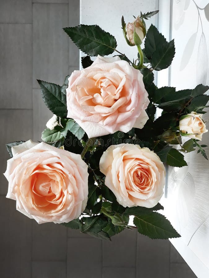 Tea roses bouquet stock image. Image of indoor, bloom - 162914429