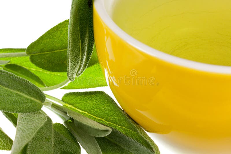 Tea of Sage Plant stock photo. Image of herb, culinary - 10926916