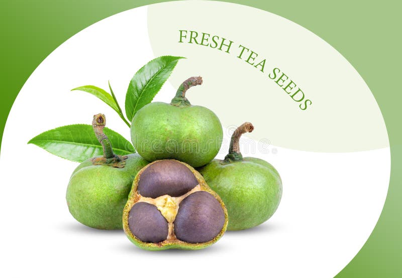 Tea Seed with Leaf Isolated on Pattern Colour Stock Photo - Image of ...