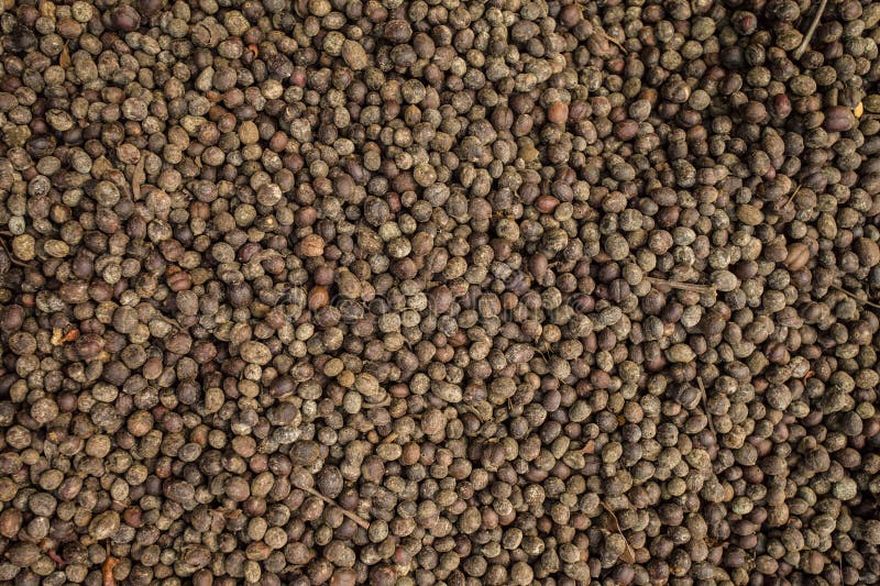Tea seed texture stock image. Image of plant, scatered - 52759169