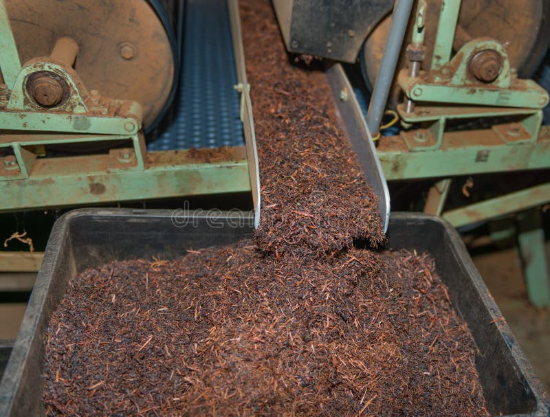 Tea sorting stock image. Image of manufacturing, inside - 32305129
