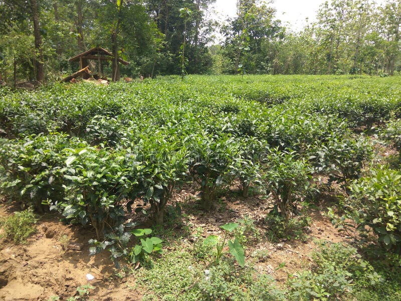 Tea State stock photo. Image of chittagong, hill, state - 117516908