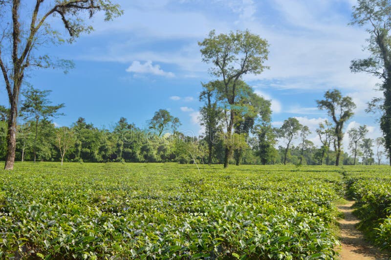 Tea state at sylhet stock photo. Image of pasture, green - 187905660