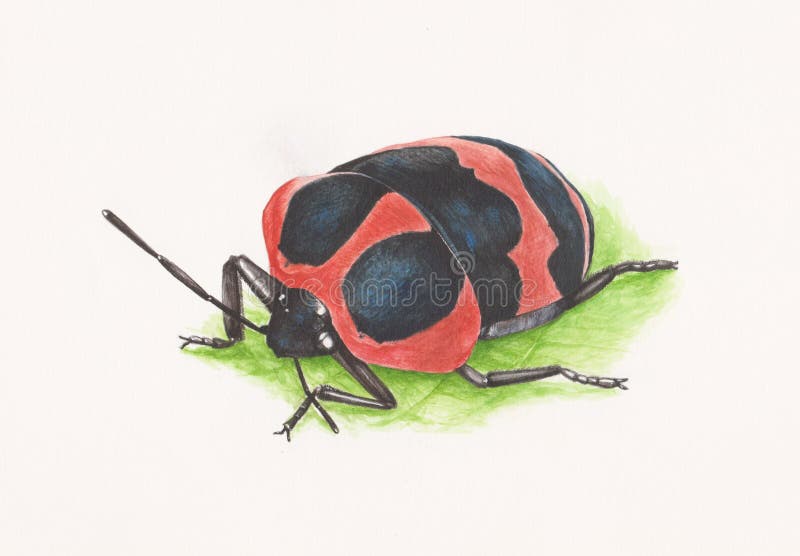 Tea Stink Bug stock illustration. Illustration of garden - 27652554