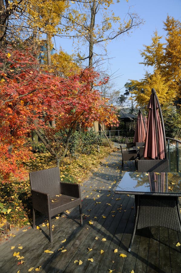 Tea Tables and Chairs in Colorful Autumn Stock Photo - Image of gingko ...
