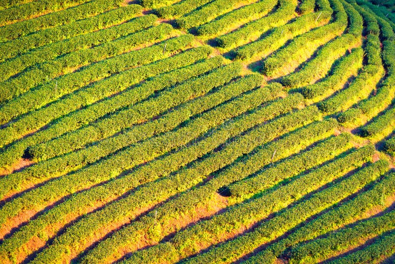 Tea terrace stock photo. Image of nature, crop, growth - 25485920