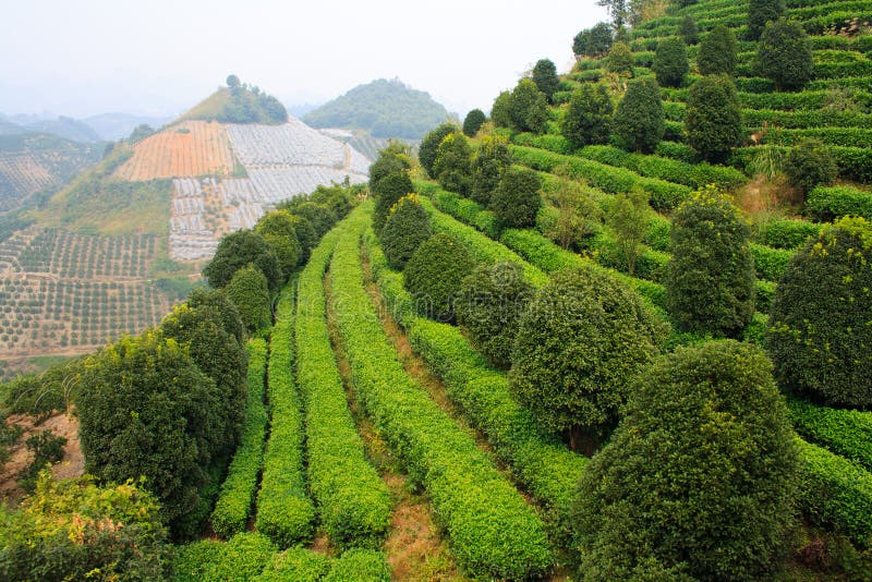 Tea Terraces Yangshuo County. China. Stock Photo - Image of relaxation ...