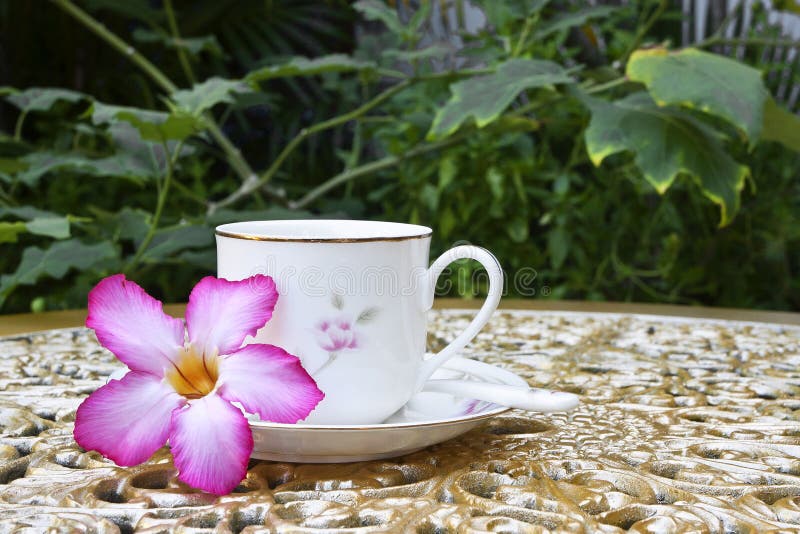 Tea Time in the Garden with Desert Rose Flower Stock Image - Image of ...