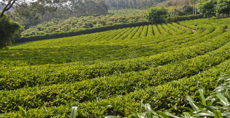 Tea tree stock image. Image of orchards, tourism, mountains - 17678385