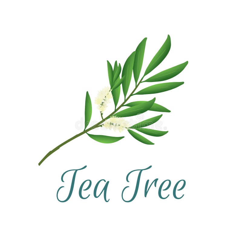 Tea Tree Branch with Flowers and Leaves. Malaleuca or Tea Tree Design ...