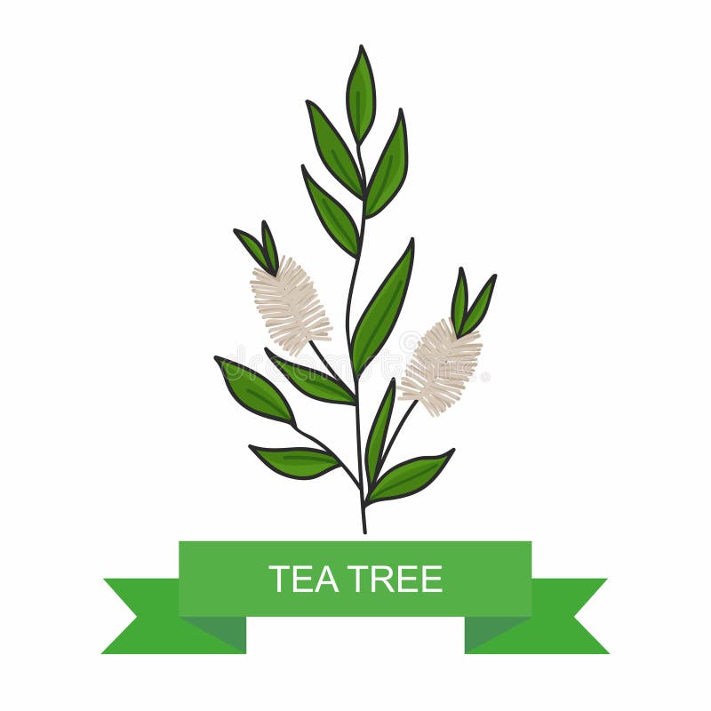 Tea Tree Branch with Flowers. Vector Illustration Stock Vector ...