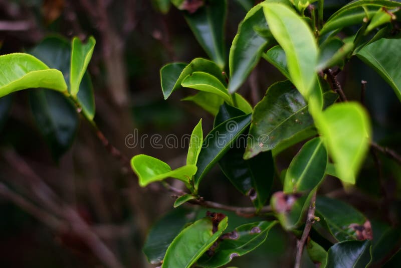 Tea tree bushes stock photo. Image of branch, drink - 145871240