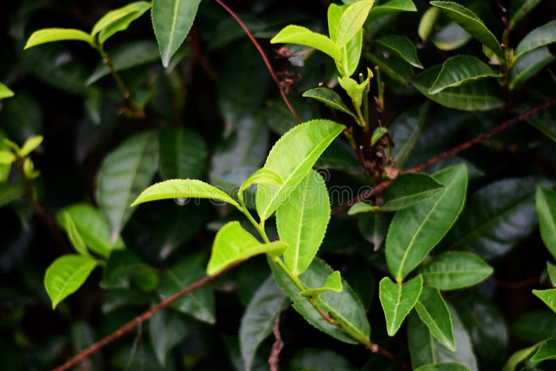 Tea tree bushes stock photo. Image of branch, drink - 145871240
