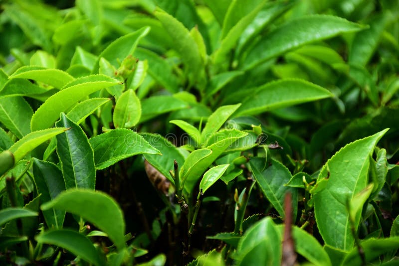 Tea tree bushes and buds stock photo. Image of antioxidant - 145872224