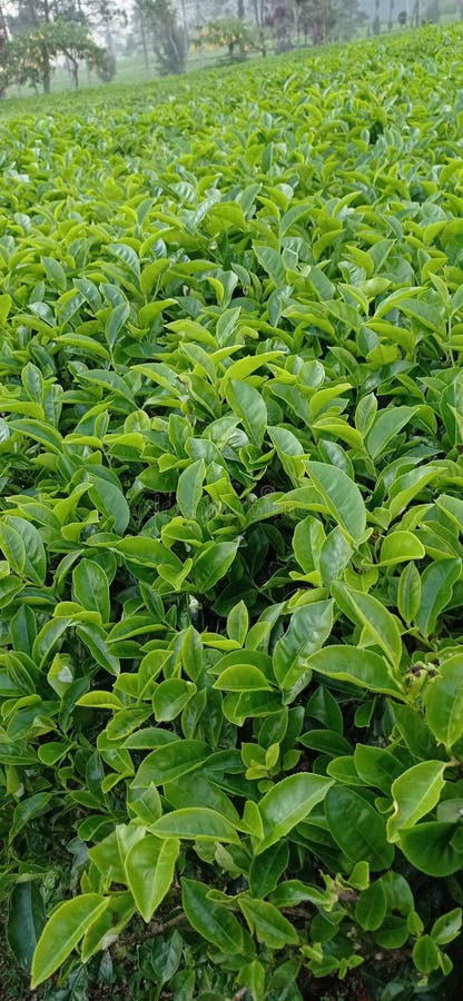 Tree Wonosobo Special Tea Stock Photos - Free & Royalty-Free Stock ...