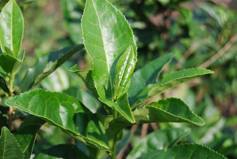 115,451 Tea Tree Stock Photos - Free & Royalty-Free Stock Photos from ...