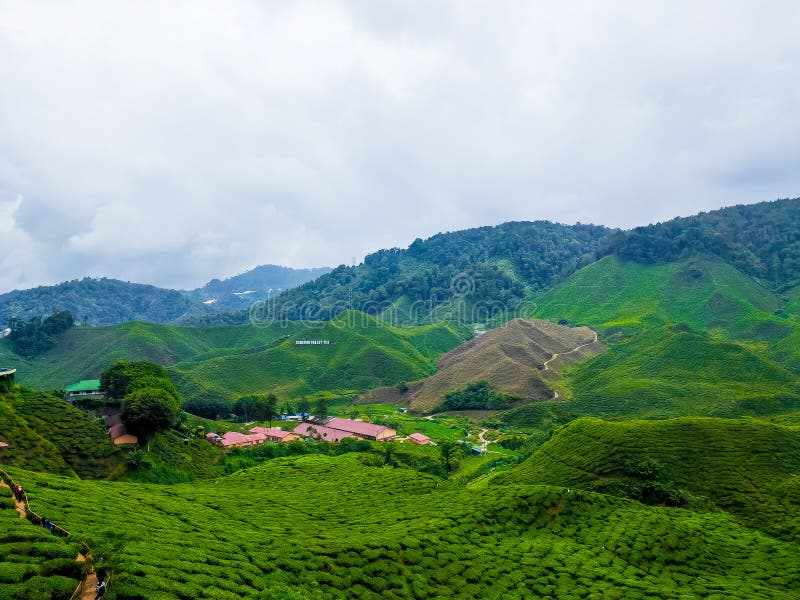 Tea Tree Farm at Beautiful Cameron Highlands Stock Image - Image of ...