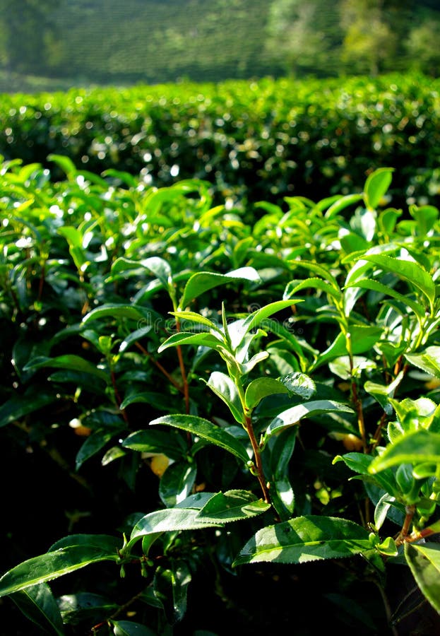 Tea tree farming on hill stock photo. Image of organic - 28903668