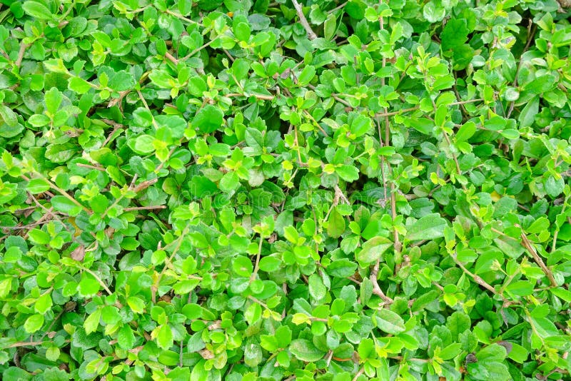 Green Hokkien Tea Tree Fence Stock Photos - Free & Royalty-Free Stock ...