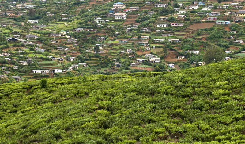 Tea Tree Field and Vegetable Gardens Stock Photo - Image of idyllic ...