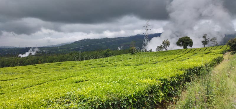 Tea Tree Field View at the Mountain Stock Image - Image of meadow ...