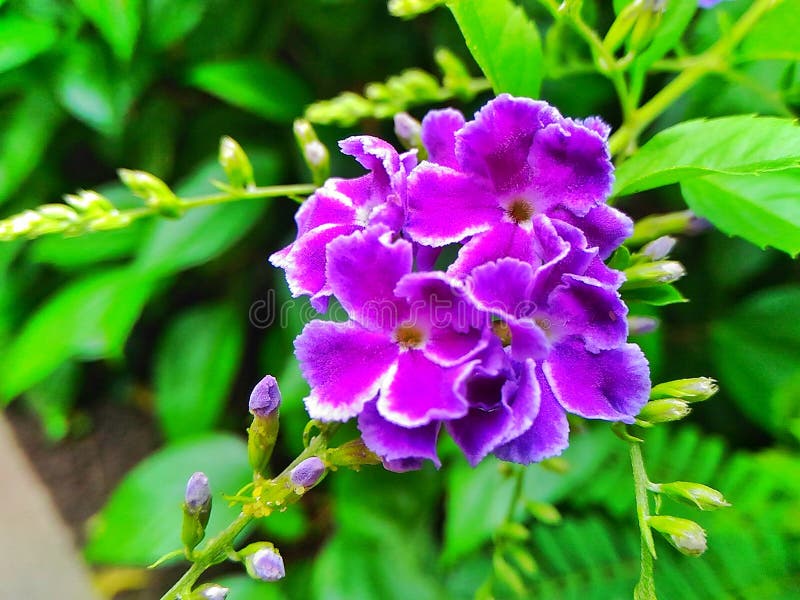 Blackteatree Stock Photos - Free & Royalty-Free Stock Photos from ...