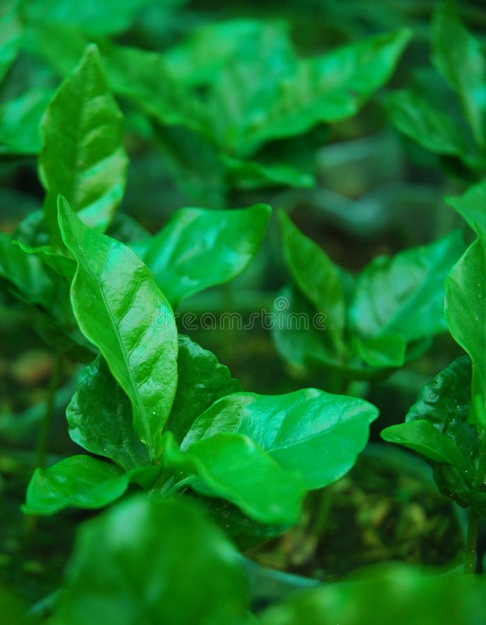 Tea Tree stock photo. Image of seedlings, sprout, yong - 40937012