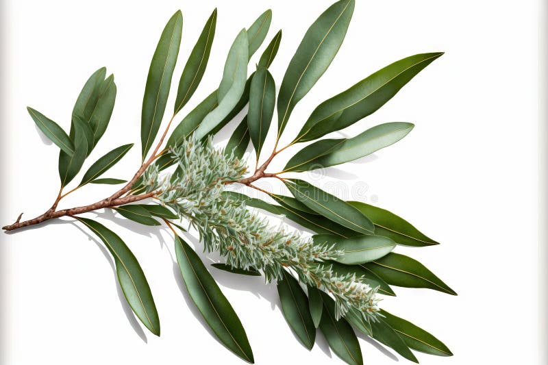 Melaleuca Leaves Stock Illustrations – 138 Melaleuca Leaves Stock ...