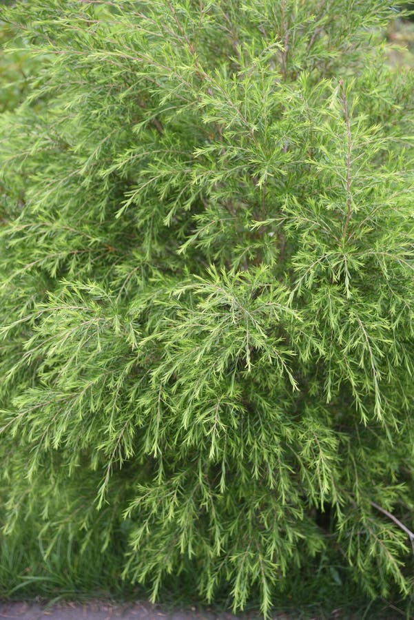 Tea tree stock image. Image of natural, japan, nature - 186106503