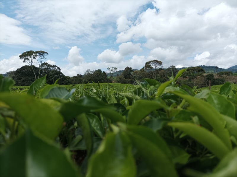 A Tea Tree Photos in the Top of the Tea Garden Stock Photo - Image of ...