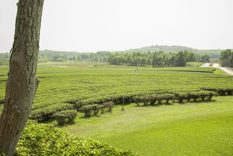 Area Used for Planting Tea Trees Stock Image - Image of farmland ...