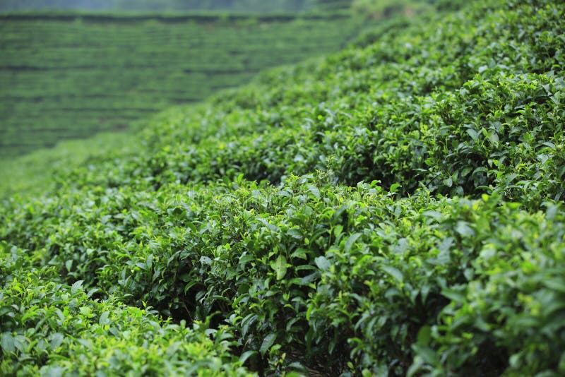 Tea tree plants stock photo. Image of drink, grow, natural - 33270538
